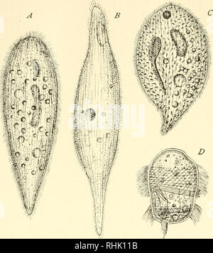 . The biology of the protozoa. Protozoa; Protozoa. MORPHOLOGY AND ...