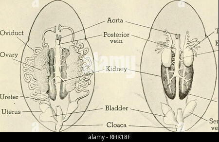 . Biology and man. Biology; Human beings. Oviduct (Fallopian tube ...