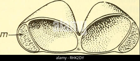 Air bladder cross section Stock Photo - Alamy