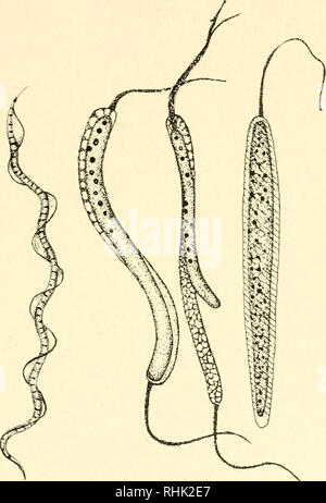 . The biology of the Protozoa. Protozoa; Protozoa. MORPHOLOGY AND ...