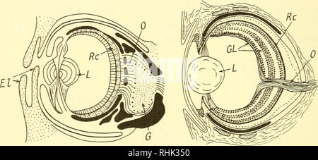 Octopus eye retina Stock Photo - Alamy