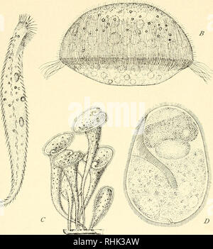 . The biology of the Protozoa. Protozoa; Protozoa. STRUCTURAL ...