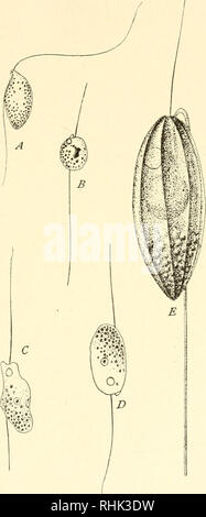 . The biology of the Protozoa. Protozoa; Protozoa. STRUCTURAL ...