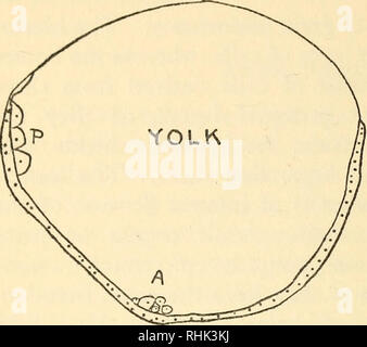 . The biology of spiders. Spiders; Insects. INTERNAL STRUCTURE 67 knot ...