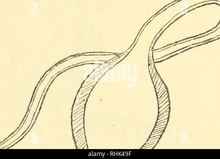 . The biology of spiders. Spiders; Insects. INTERNAL STRUCTURE 67 knot ...