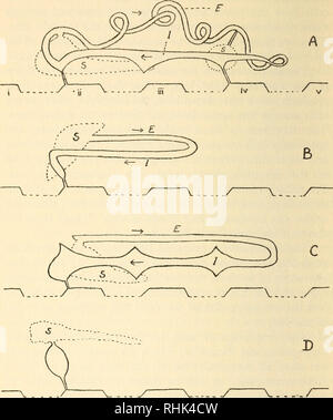 . The biology of spiders. Spiders; Insects. INTERNAL STRUCTURE 67 knot ...