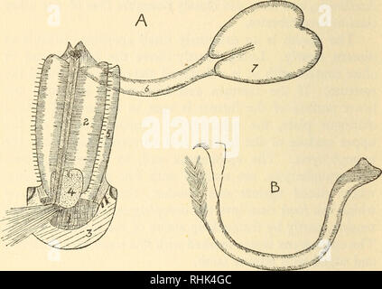. The biology of spiders. Spiders; Insects. INTERNAL STRUCTURE 67 knot ...
