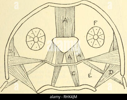 . The biology of spiders. Spiders; Insects. INTERNAL STRUCTURE 67 knot ...