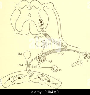 48 The Octopus Stock Photo - Alamy