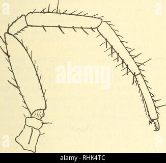 . The biology of spiders. Spiders; Insects. EXTERNAL STRUCTURE 43 ...