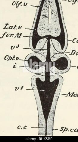 . The biology of the frog. Frogs. THE NERVOUS SYSTEM 295 separated from ...