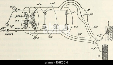 . The biology of the frog. Frogs. THE NERVOUS SYSTEM 295 separated from ...