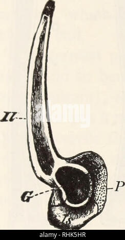 Female bones of hand, wrist, thumb, and fingers anatomy, back ...