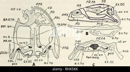. The biology of the frog. Frogs. m B. The skeleton of the forearm ...