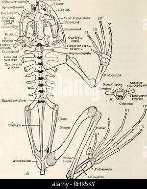 . The biology of the frog. Frogs. m B. The skeleton of the forearm ...