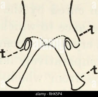 . The biology of the frog. Frogs. INTERNAL STRUCTURE 73 as we shall see ...