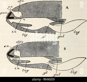 . The biology of the frog. Frogs. s . Fig. 57.— Diagram of the bladder ...