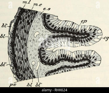 . The biology of the frog. Frogs. THE DIGESTIVE SYSTEM AND ITS ...