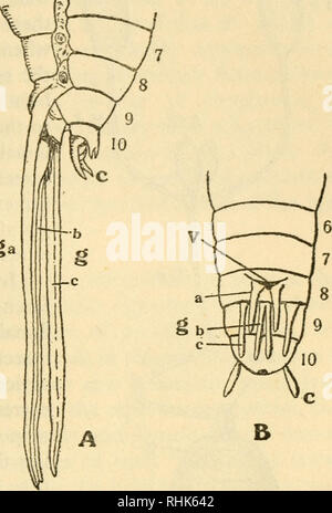 Egg-laying organ of a fly Stock Photo - Alamy