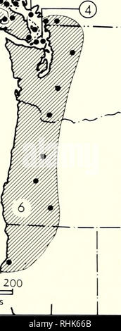 Long-tailed Vole Microtus longicaudus Stock Photo - Alamy