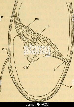 . The biology of insects. Insects -- Biology. 26 THE BIOLOGY OF INSECTS ...