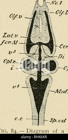 . The biology of the frog. Frogs. XVI THE NERVOUS SYSTEM 295 separated ...