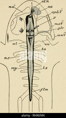 . The biology of the frog. Frogs. THE NERVOUS SYSTEM 295 separated from ...