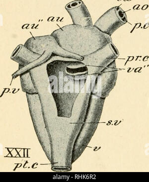 . The biology of the frog. Frogs. THE BIOLOGY OF THE FROG CHAP.. but of ...