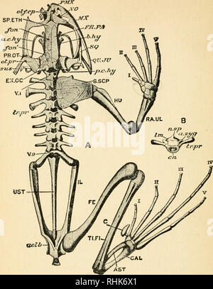 . The biology of the frog. Frogs. m B. The skeleton of the forearm ...