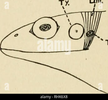 . The biology of the frog. Frogs. INTERNAL SECRETION AND ENDOCRINE ...