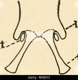 . The biology of the frog. Frogs. 222 THE BIOLOGY OF THE FROG CHAP ...