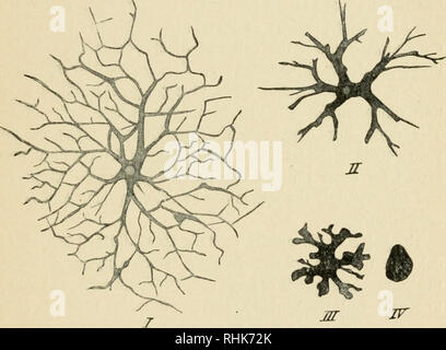 . The biology of the frog. Frogs. IX THE SKIN 185 mucus glands, and ...