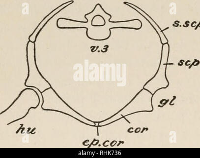 . The biology of the frog. Frogs. 238 THE BIOLOGY OF THE FROG. The ...