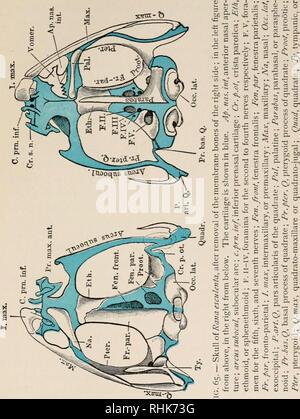 . The biology of the frog. Frogs. XIII THE SKELETON 241 -5/t en the ...