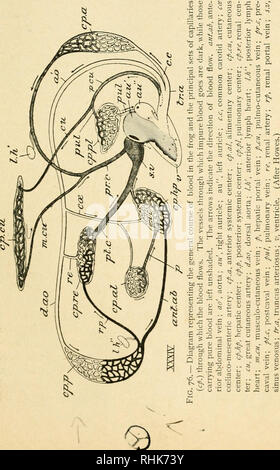 . The biology of the frog. Frogs. XV THE CIRCULATORY SYSTEM 265 walled ...