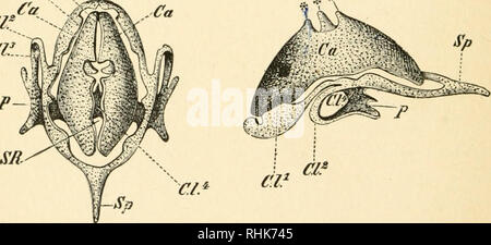 . The biology of the frog. Frogs. Fig. 44. â Respiratory organs of the ...