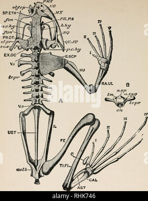 . The biology of the frog. Frogs. m B. The skeleton of the forearm ...