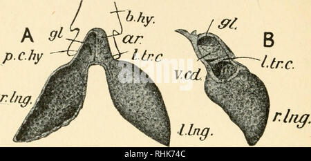 . The biology of the frog. Frogs. Fig. 44. â Respiratory organs of the ...