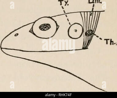 . The biology of the frog. Frogs. XII INTERNAL SECRETION AND DUCTLESS ...