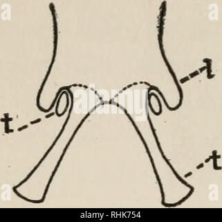 . The biology of the frog. Frogs. 222 THE BIOLOGY OF THE FROG CHAP.. A ...