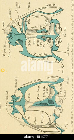 . The biology of the frog. Frogs. m B. The skeleton of the forearm ...