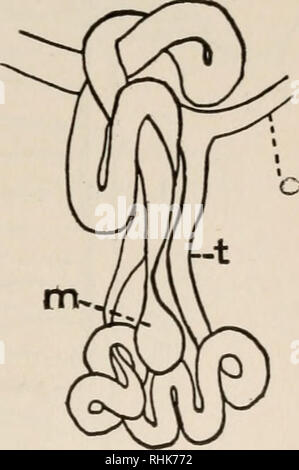 . The biology of the frog. Frogs. THE EXCRETORY SYSTEM 203 rounding ...