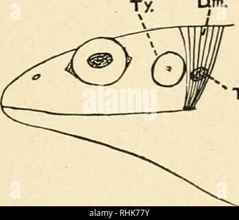 . The biology of the frog. Frogs. INTERNAL SECRETION AND ENDOCRINE ...