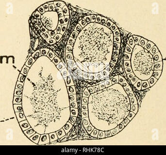 . The biology of the frog. Frogs. THE BIOLOGY OF THE FROG. Fig. 6o ...