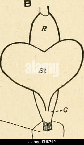 . The biology of the frog . s... Fig. 57. — Diagram of the bladder and ...