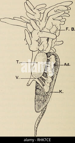 . The biology of the frog. Frogs. INTERNAL SECRETION AND ENDOCRINE ...