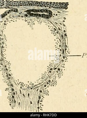 Granular poison frog Stock Photo - Alamy