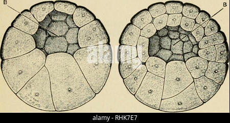 . The biology of the frog. Frogs. THE DEVELOPMENT OF THE FROG 93 ...
