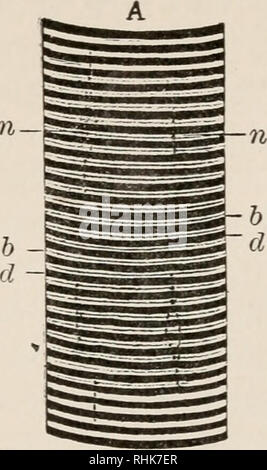 . The biology of the frog. Frogs. HISTOLOGY OF THE FROG 129 cells. The ...