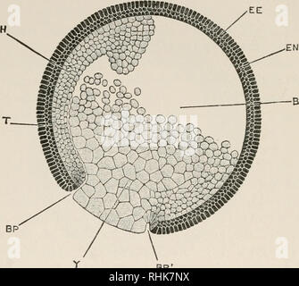 . The biology of the frog. Frogs. 96 THE BIOLOGY OF THE FROG thick. The ...
